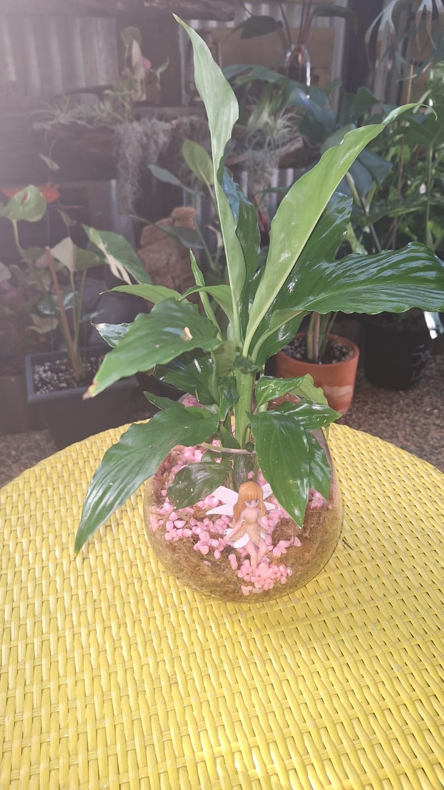 Peace Lily in Glass Vessel | Plants N Logs